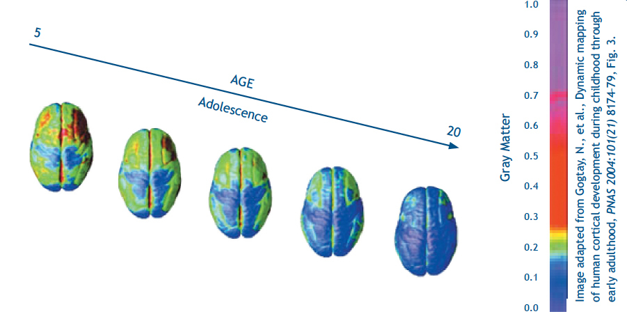 The Adolescent Brain & Foster Care - The Annie E. Casey Foundation